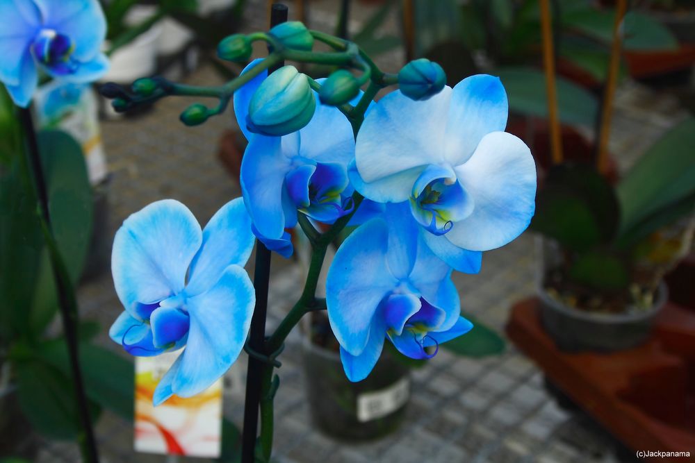 Der absolute Höhepunkt - Die Blaue Orchidee Foto & Bild | pflanzen ...