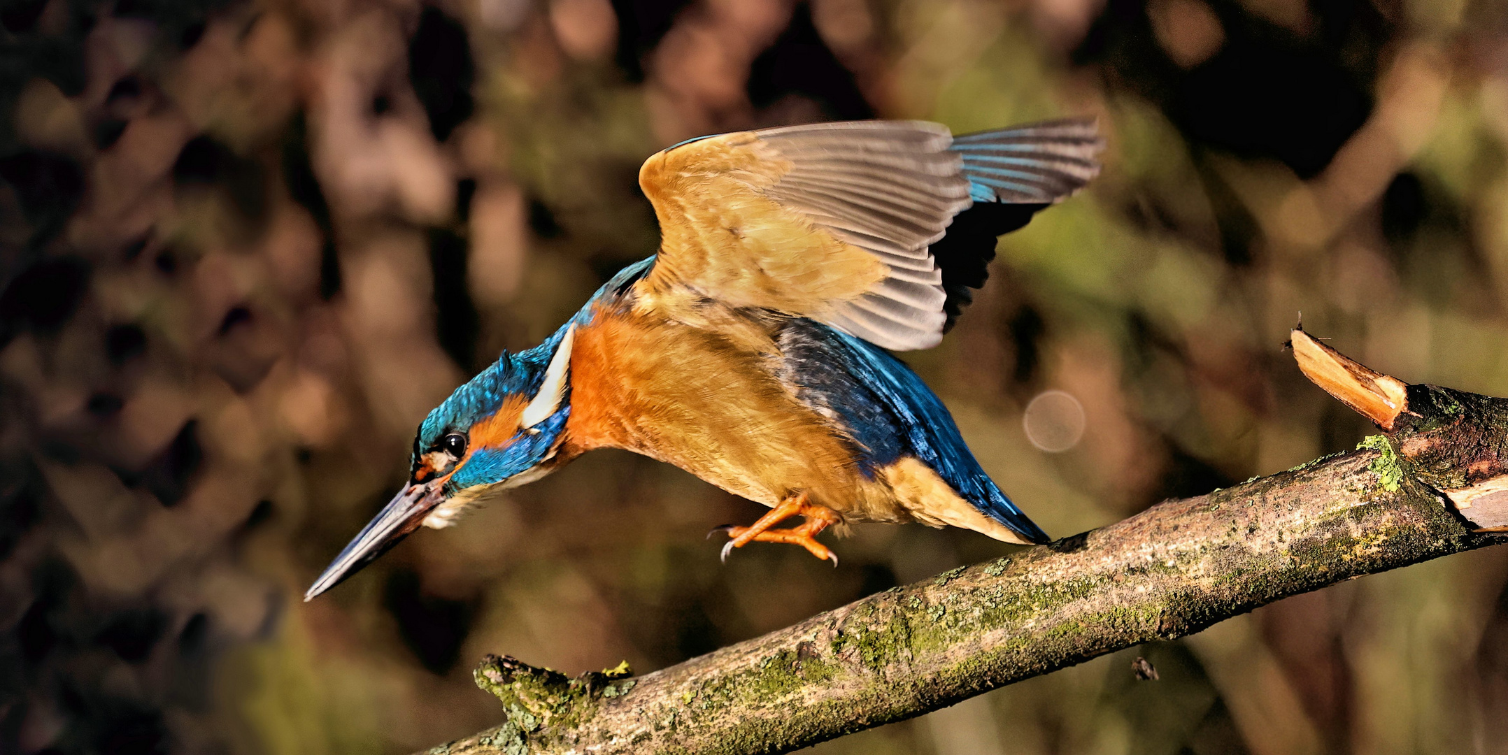 DER ABSPRUNG Foto & Bild | natur, see, stuttgart Bilder auf fotocommunity