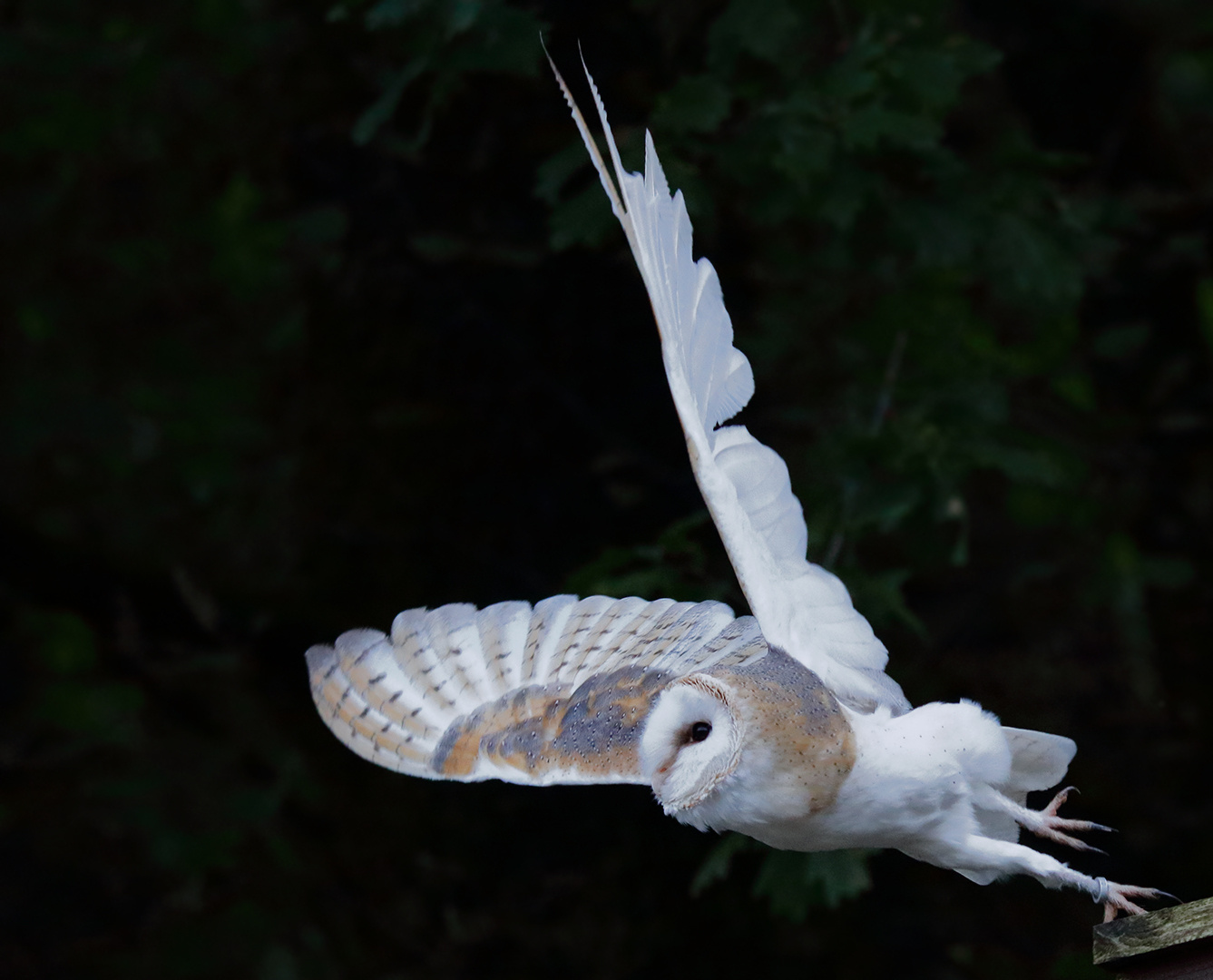Der Absprung vom Schuppendach Foto & Bild | fotos, youth, natur Bilder ...