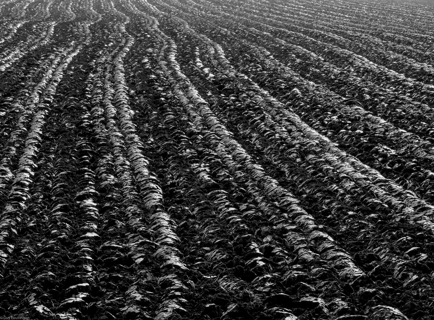 der Acker Foto & Bild | natur, landschaft, acker Bilder auf fotocommunity