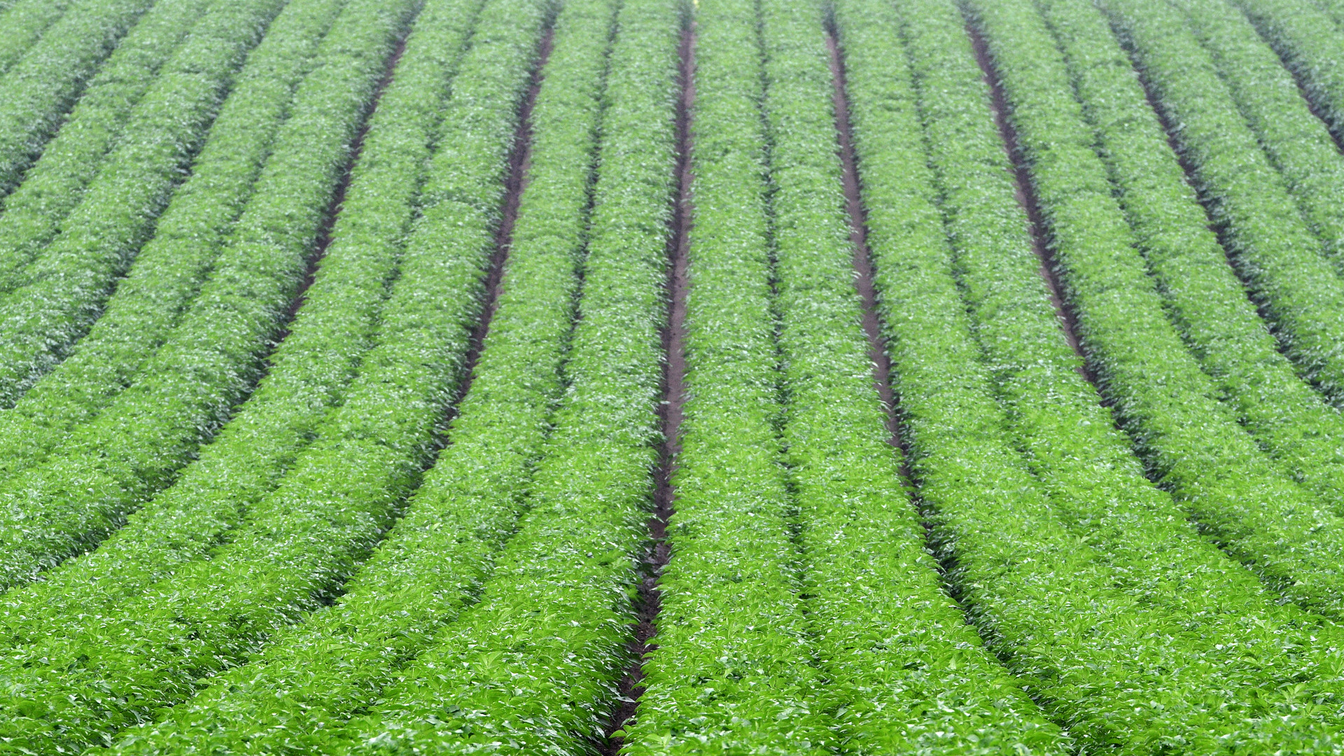 Der Acker ist bestellt Foto & Bild | landschaft, kulturlandschaften ...