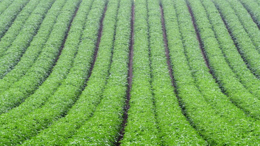 Der Acker ist bestellt Foto & Bild | landschaft, kulturlandschaften ...