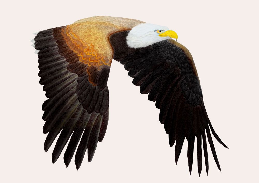 Der Adler Foto & Bild | kunstfotografie & kultur, gemälde & skulpturen ...