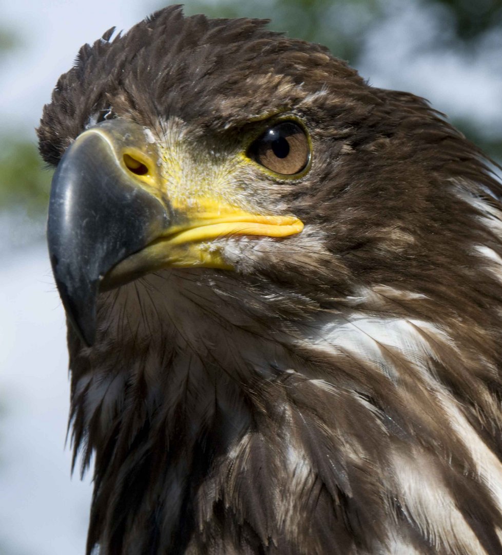 Der Adler Foto & Bild | tiere, zoo, wildpark & falknerei, vögel Bilder ...