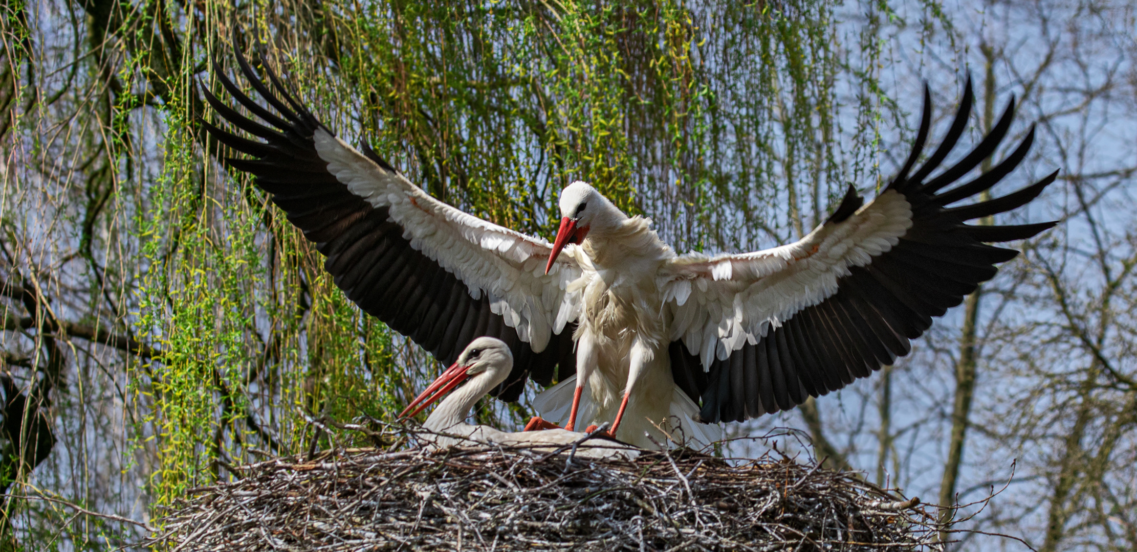 Der Adler ist gelandet 001 Foto & Bild | tiere, wildlife, wild lebende ...