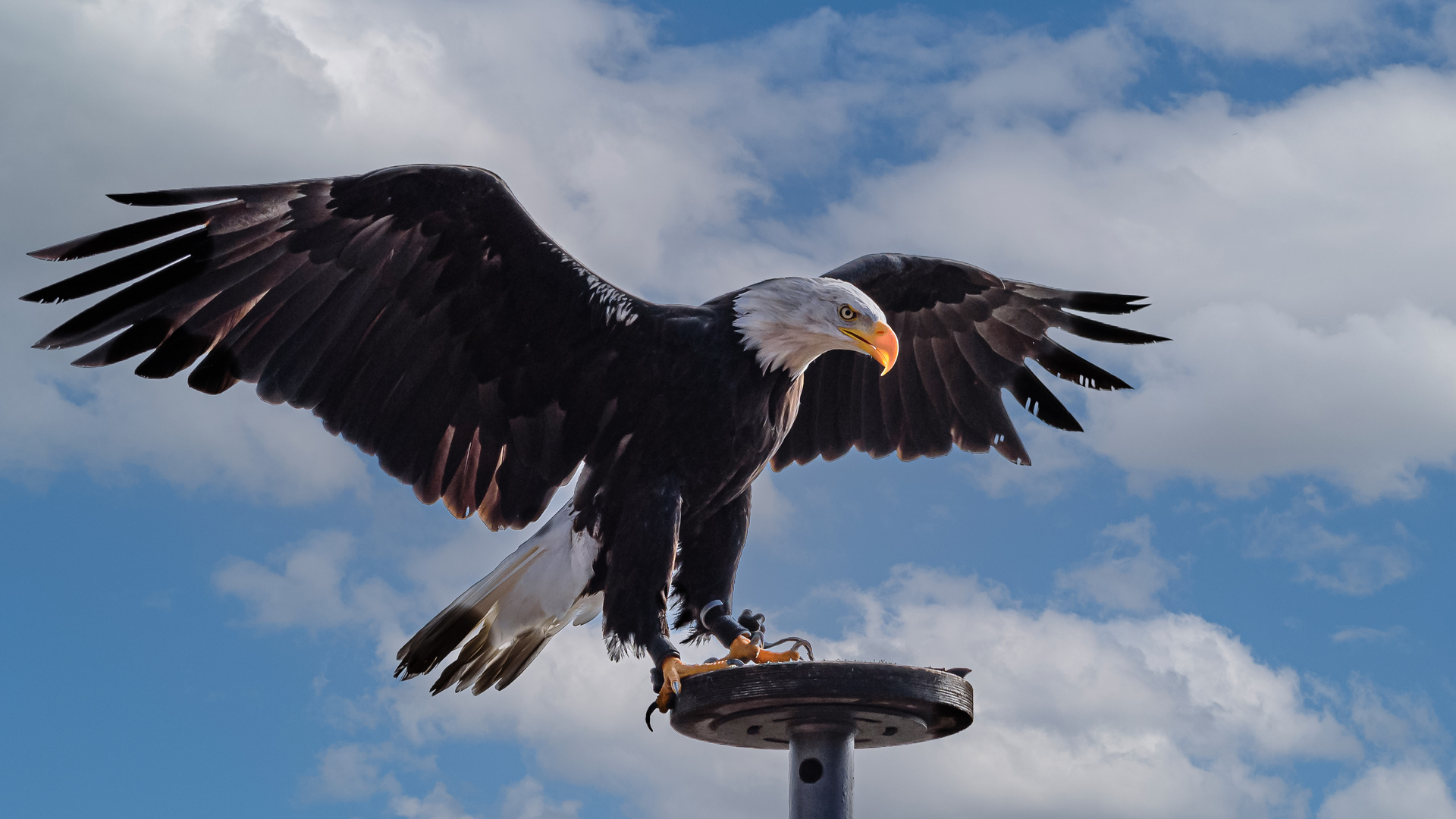 Der Adler ist gelandet Foto & Bild | natur, tiere, greifvögel Bilder ...