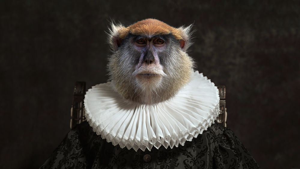 Der adlige Affe Foto & Bild | fotomontage, composing , tiere Bilder auf ...