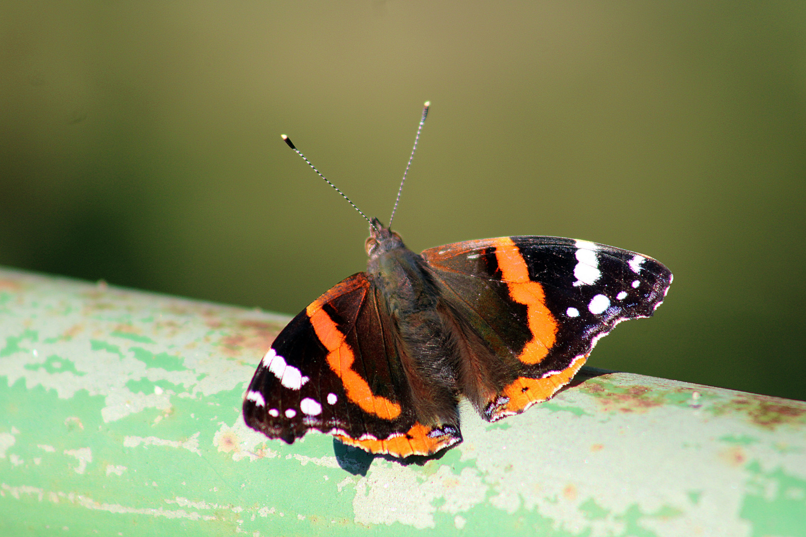 Der Admiral Foto & Bild | tiere, wildlife, schmetterlinge Bilder auf ...