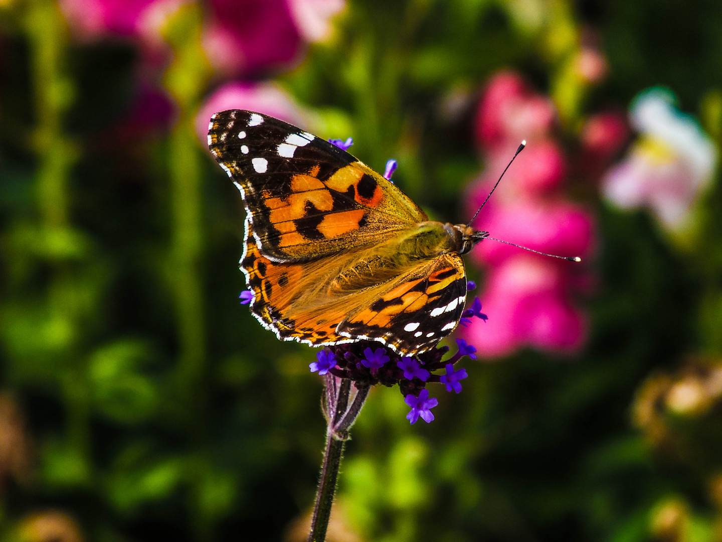 Der Admiral Foto & Bild | tiere, wildlife, schmetterlinge Bilder auf ...