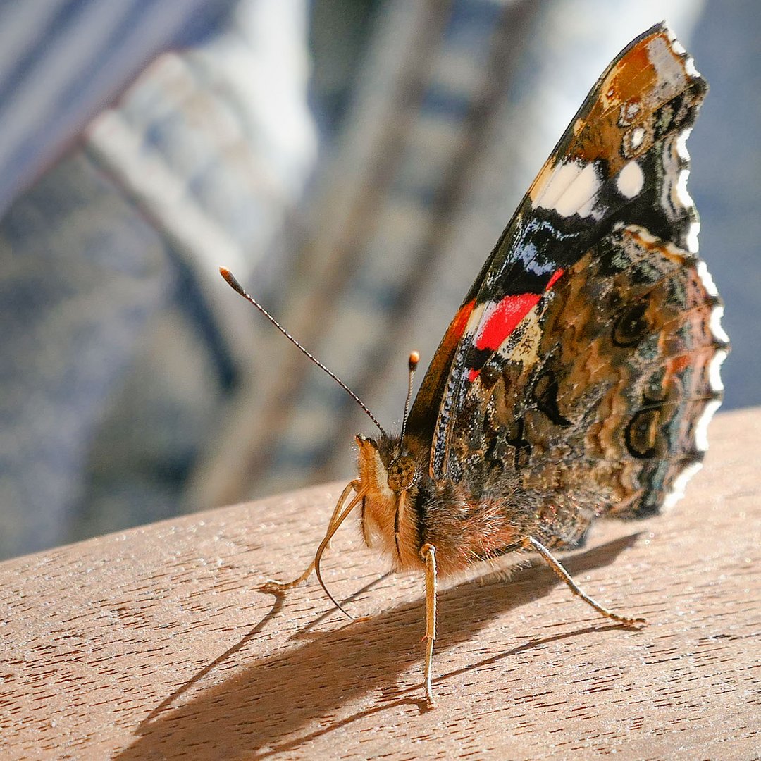 Der Admiral Foto & Bild | natur, schmetterling, tiere Bilder auf ...