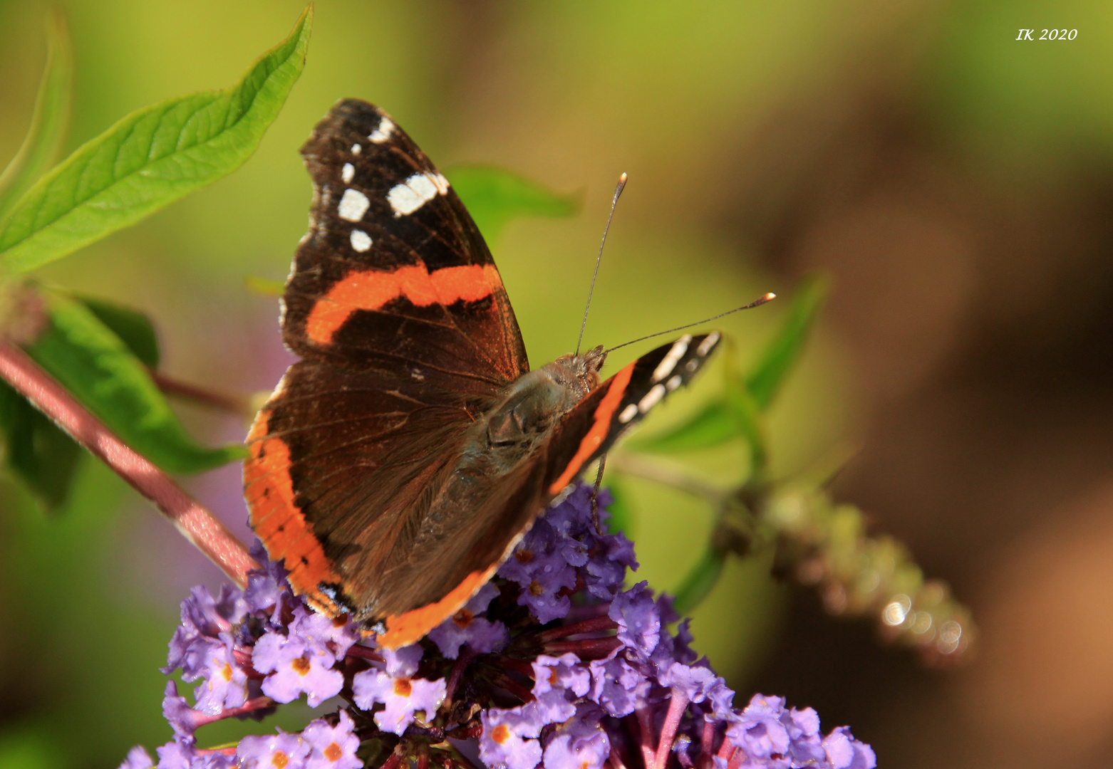 Der Admiral ...... Foto & Bild | natur, insekten, tiere Bilder auf ...