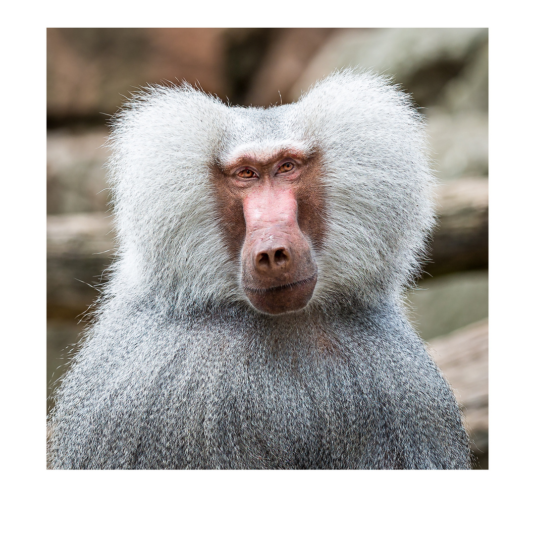 Der Affe Foto & Bild | tiere, zoo, wildpark & falknerei, säugetiere ...