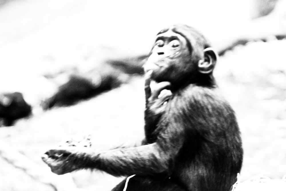 Der Affe - Bild & Foto von Kathiilii aus Affen - Fotografie (26357786 ...