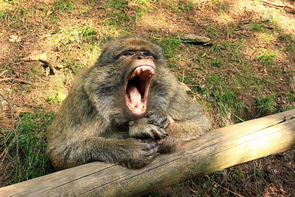 Der Affenberg - Montagne de Singes - in Kintzheim Foto & Bild ...