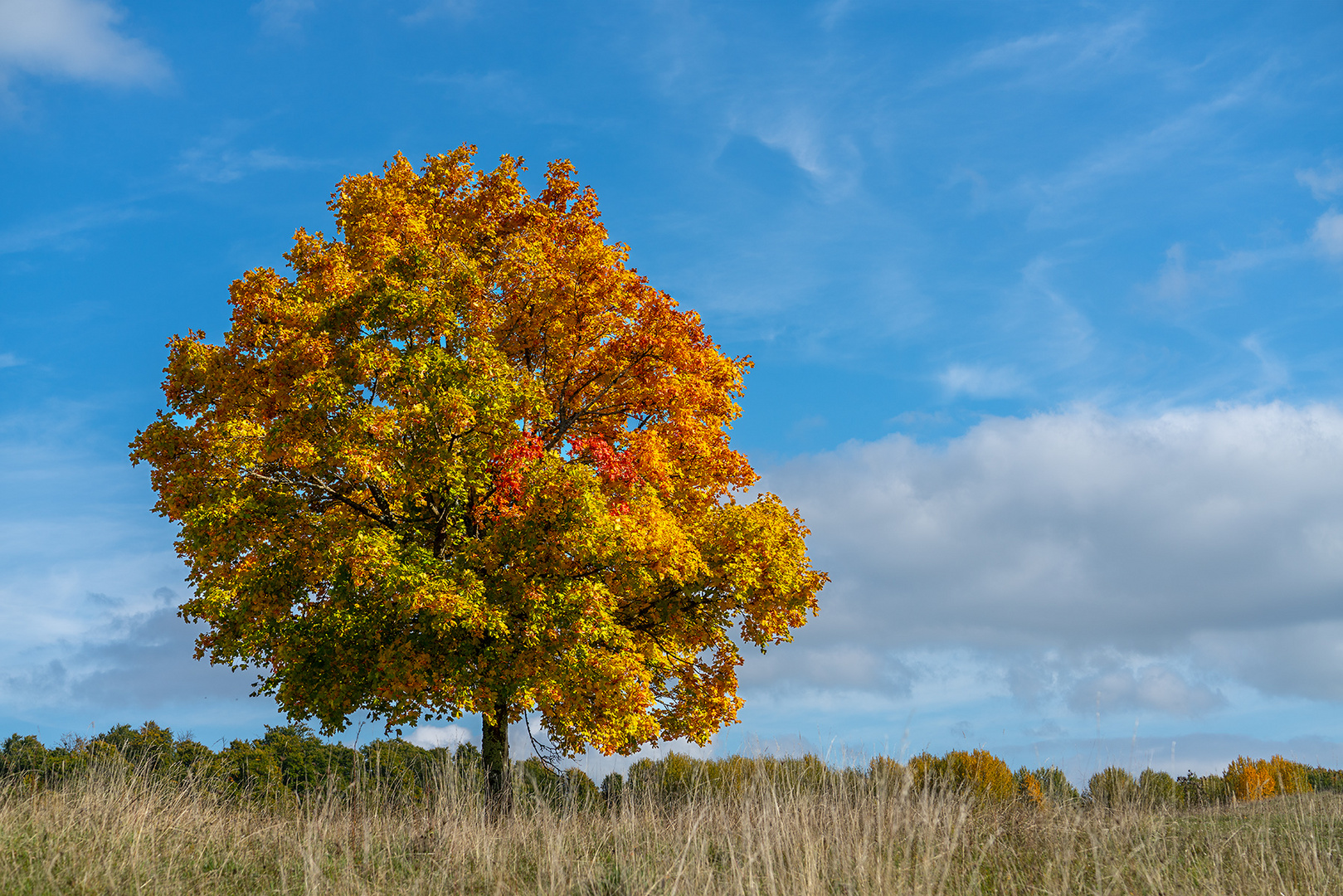 Der Ahorn Foto & Bild | pflanzen, pilze & flechten, bäume, jahreszeiten ...