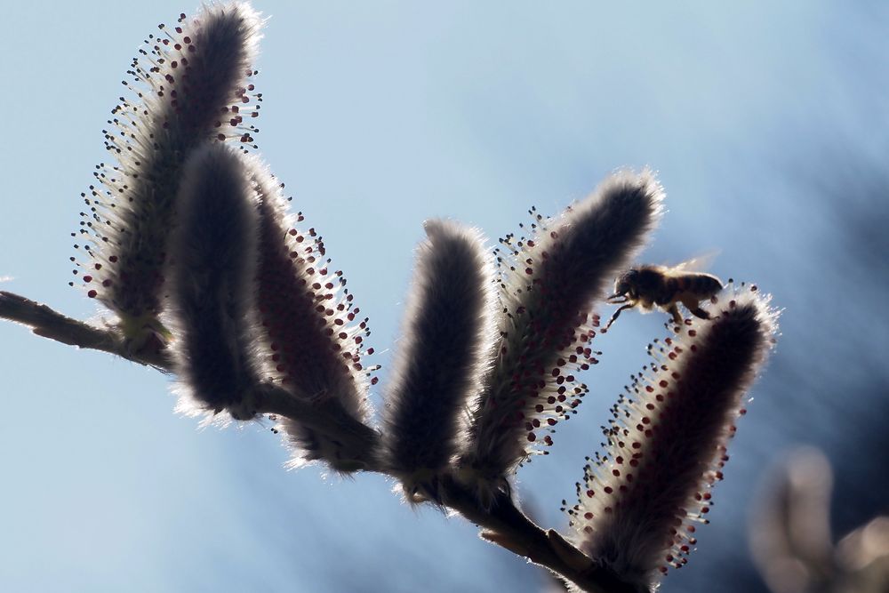 der akrobat Foto & Bild | spezial, natur, projekte Bilder auf fotocommunity