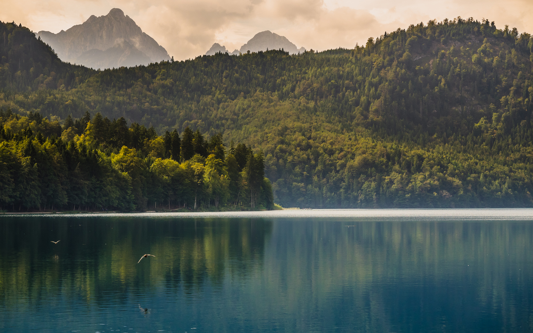 Der Alpsee Foto & Bild | natur, see, landschaft Bilder auf fotocommunity