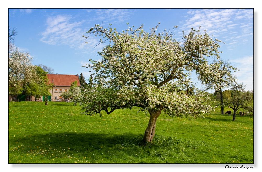 Der alte Apfelbaum Foto & Bild | jahreszeiten, frühling, landschaften ...