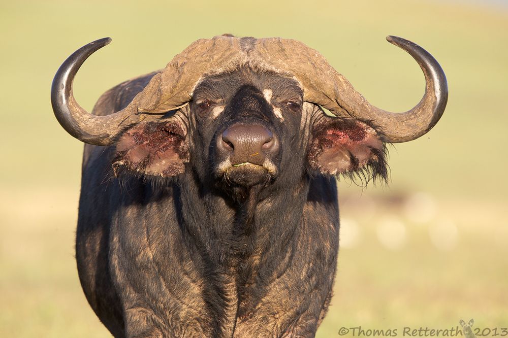 Der alte Bulle Foto & Bild | tiere, wildlife, säugetiere Bilder auf ...