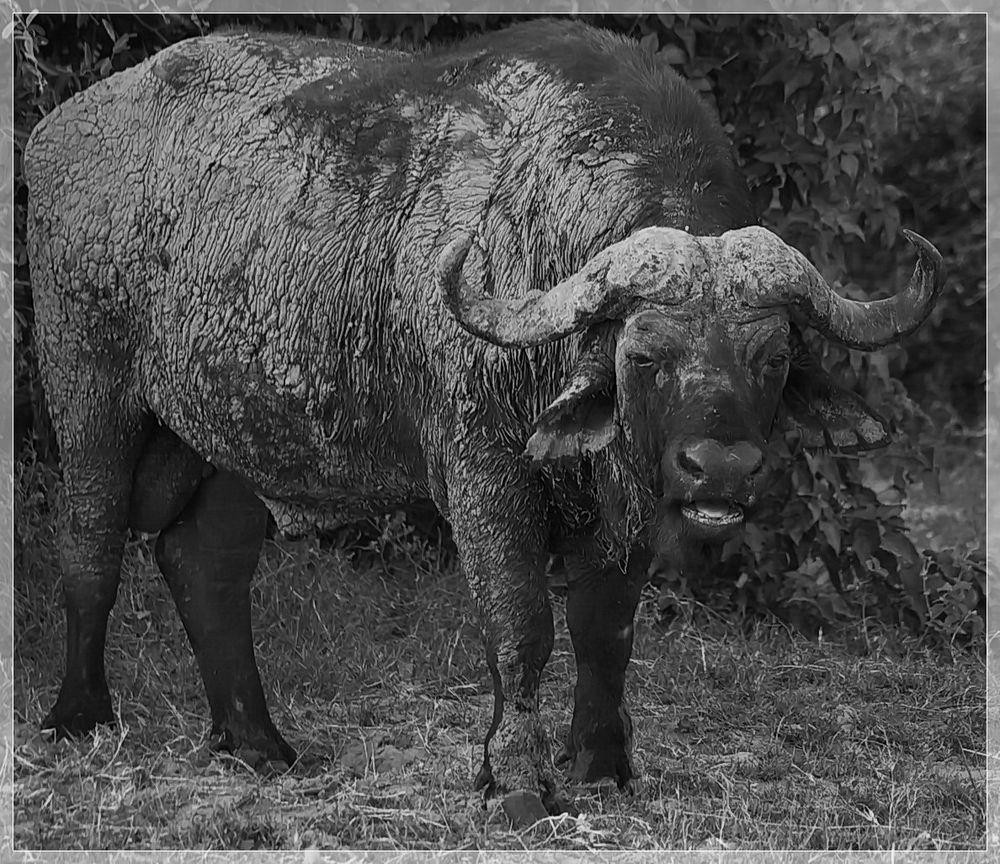 Der alte Bulle Foto & Bild | africa, southern africa, namibia Bilder ...