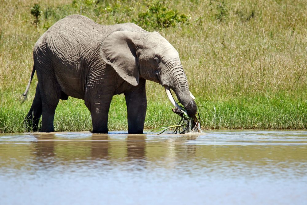 der alte Bulle Foto & Bild | natur, tiere, wildlife Bilder auf ...