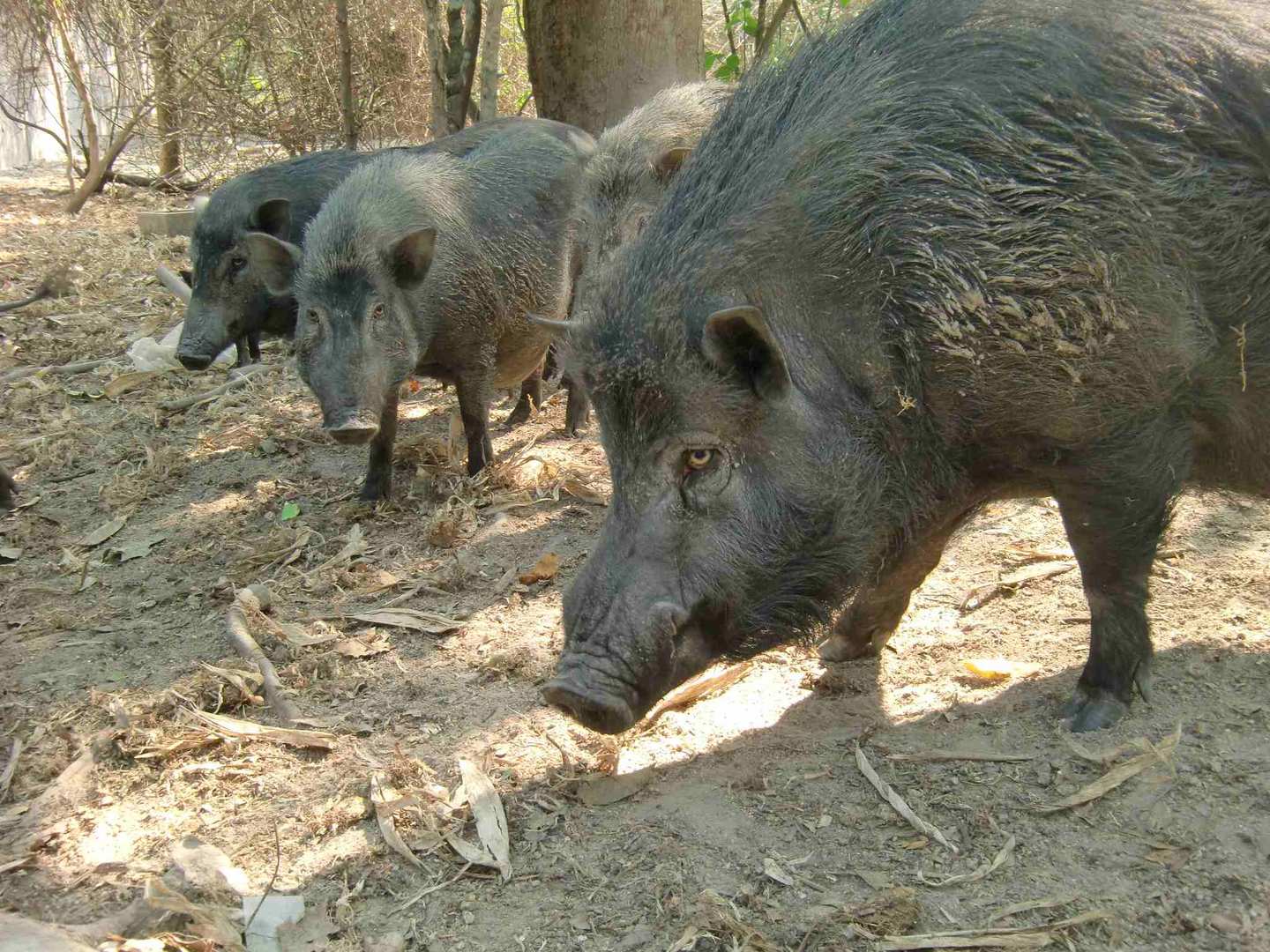 Der alte Eber und sein Harem Foto & Bild | tiere, wildlife, säugetiere ...