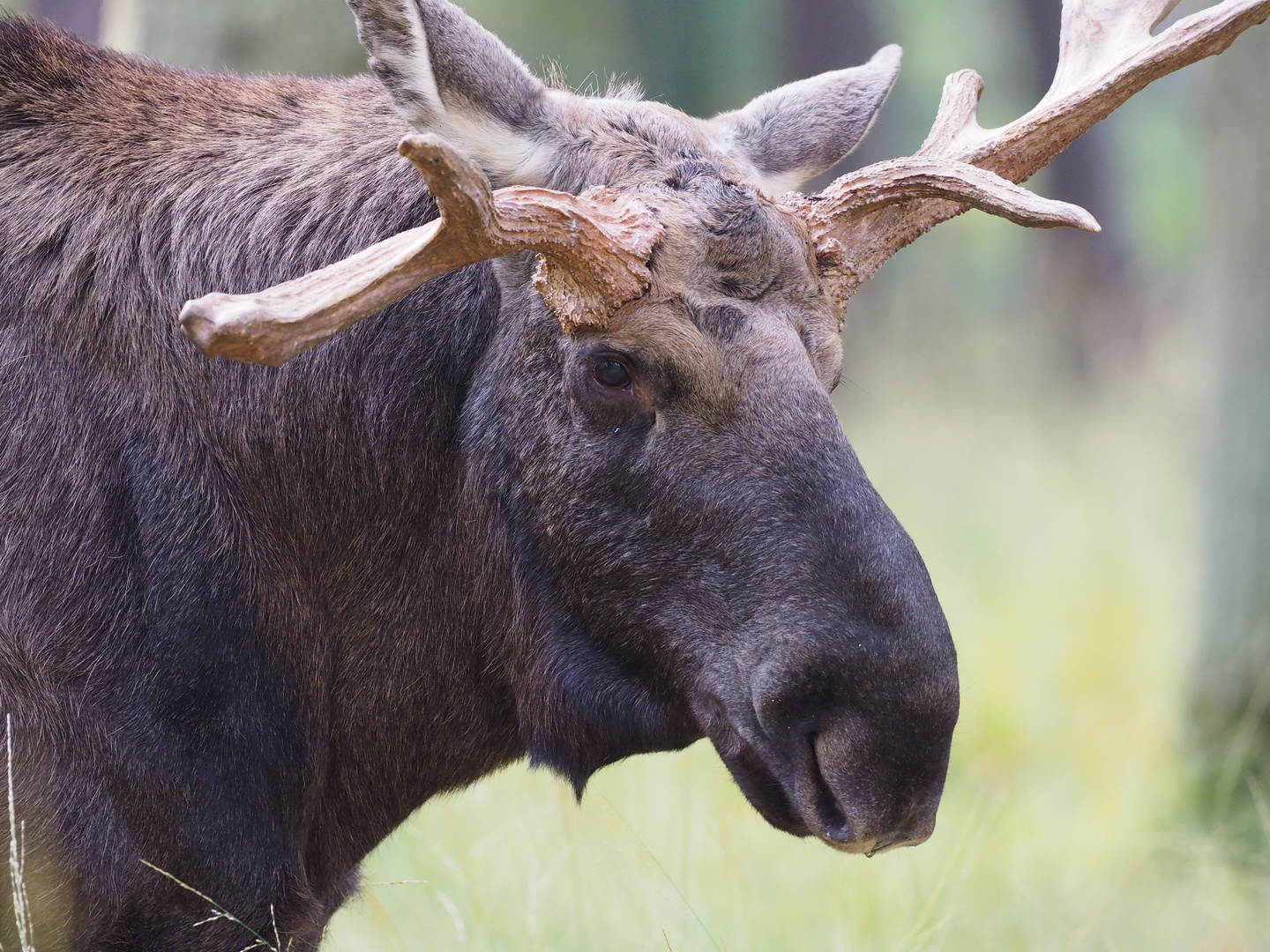 Der alte Elch Foto & Bild | anfängerecke - nachgefragt, nachgefragt ...