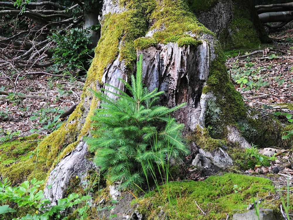 der Alte geht - der Neu kommt Foto & Bild | pflanzen, pilze & flechten, landschaft, bäume Bilder ...