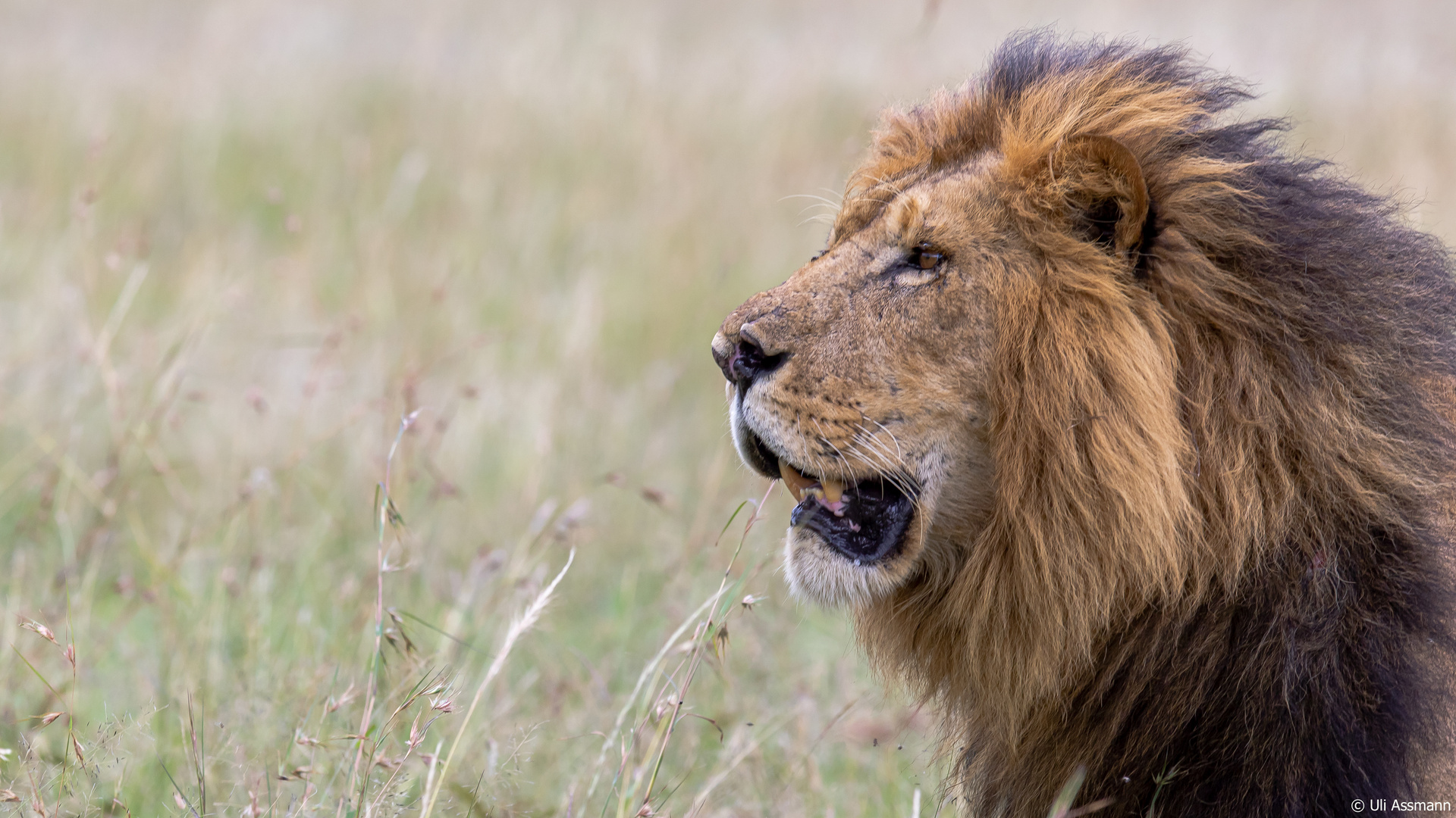 Der alte Kämpfer Foto & Bild | world, natur, afrika Bilder auf fotocommunity