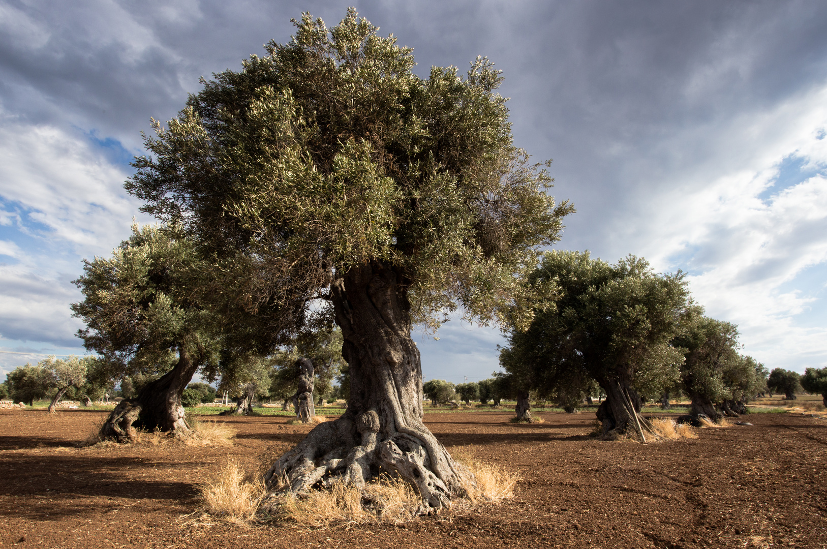 Der alte Olivenbaum Foto & Bild | pflanzen, pilze & flechten, bäume ...