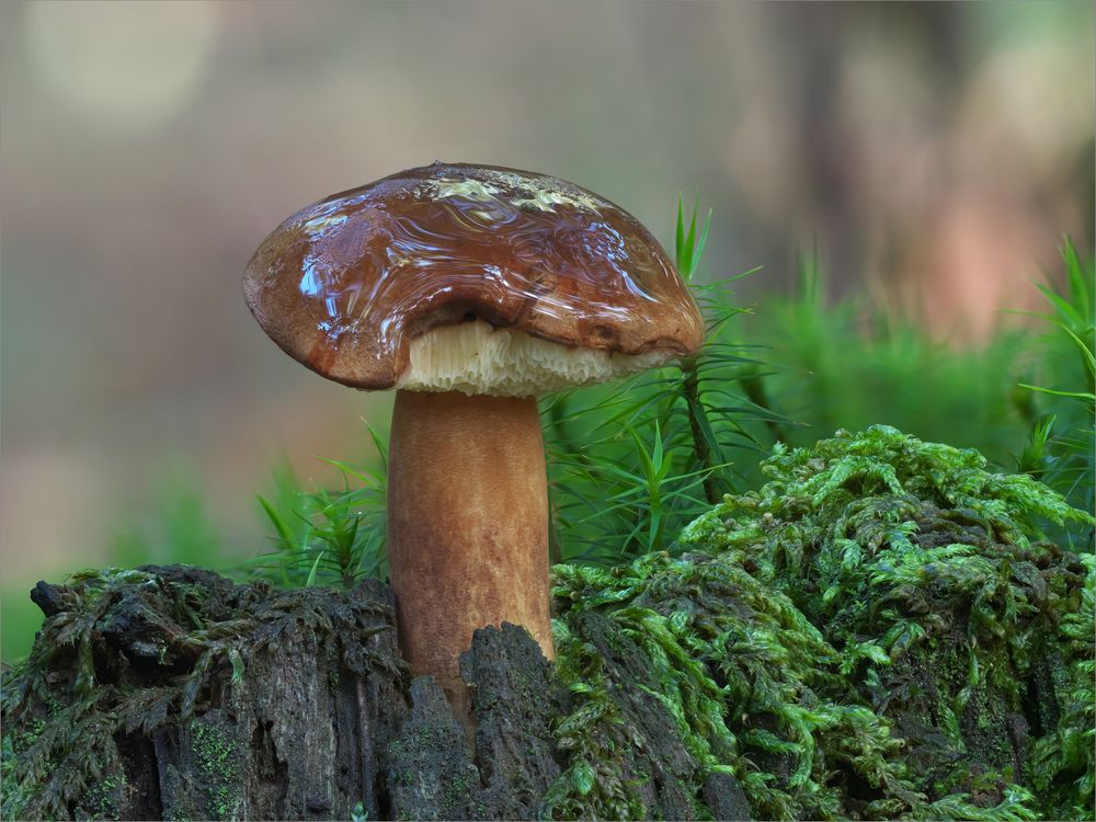 Der alte Schleimer Foto & Bild | makro, natur, herbst Bilder auf ...