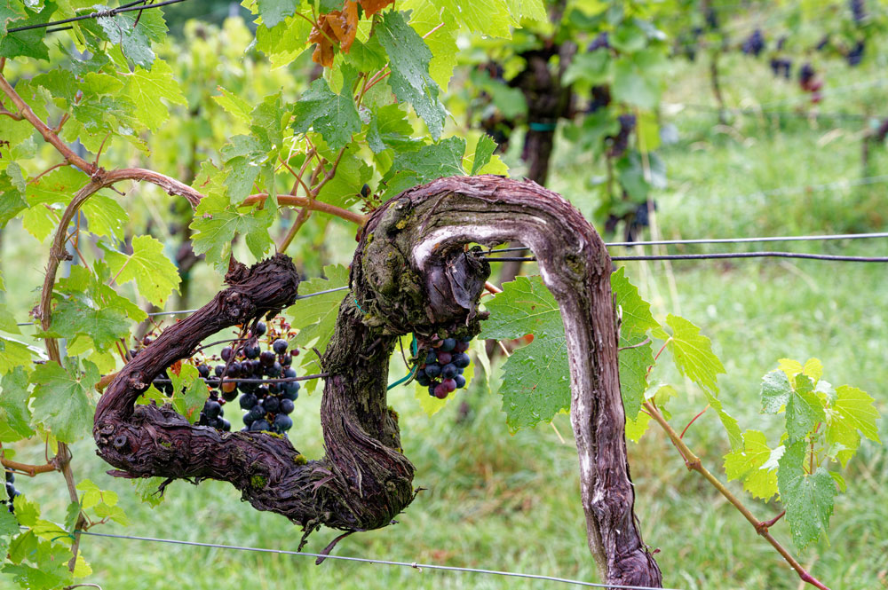 Der alte Weinstock Foto & Bild | europe, Österreich, landschaft Bilder ...