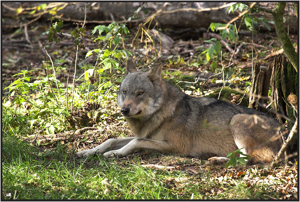 Der alte Wolf Foto & Bild | tiere, zoo, wildpark & falknerei ...