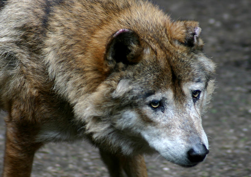 Der alte Wolf Foto & Bild | tiere, zoo, wildpark & falknerei ...