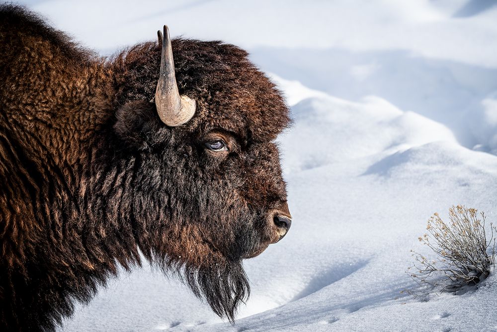 Der amerikanische Bison Foto & Bild | nature, usa, world Bilder auf ...