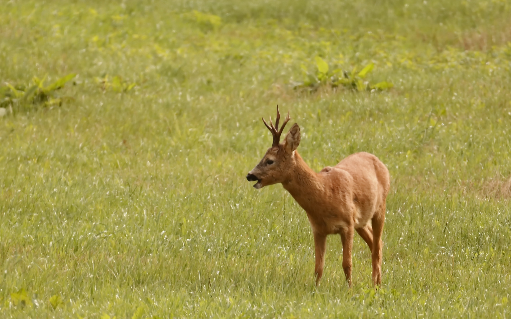 Der andere Bock Foto & Bild | tiere, wildlife, säugetiere Bilder auf ...