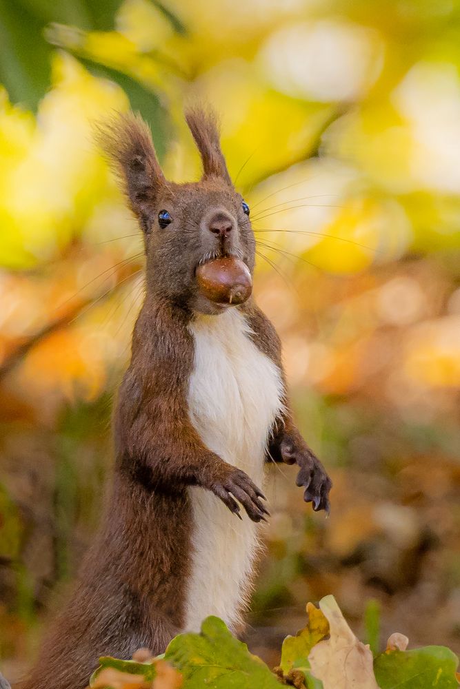 **Der Angeber** Foto & Bild | eichhörnchen, nager, natur Bilder auf ...