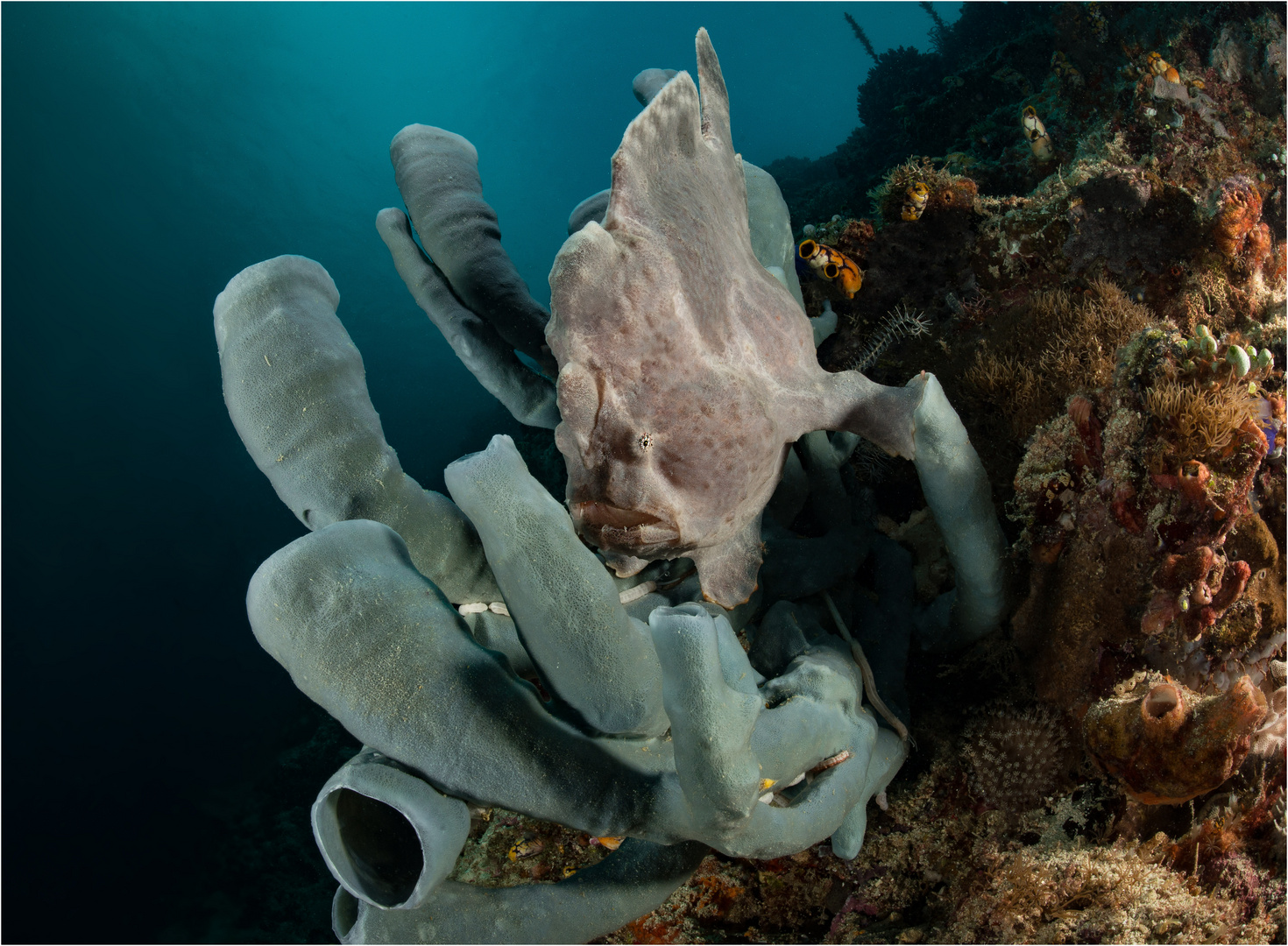 Der Anglerfisch Foto & Bild | unterwasser, uw-salzwasser, natur-kreativ ...