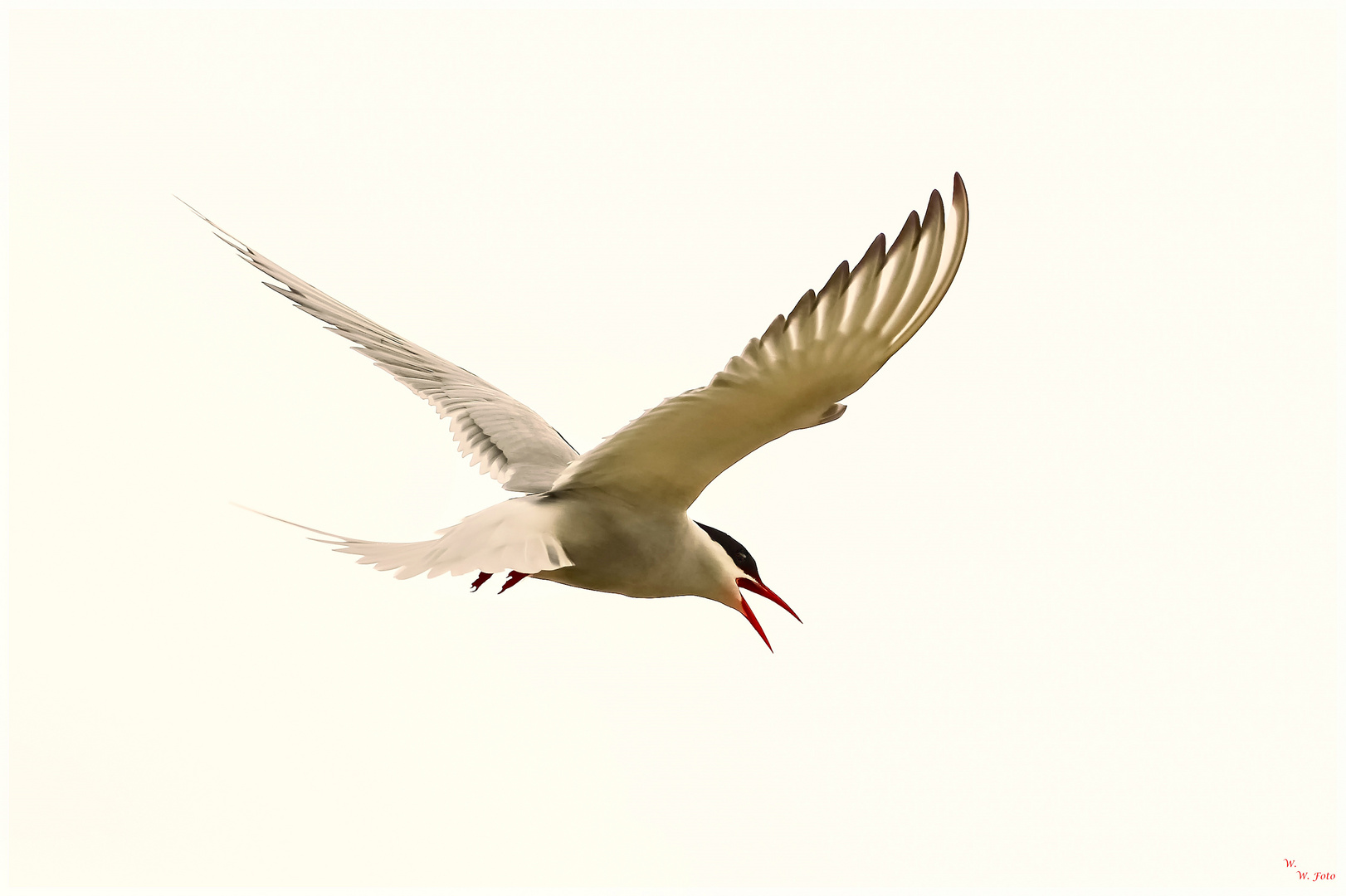 Der Angreifer Foto & Bild | natur, vögel, deutschland Bilder auf fotocommunity