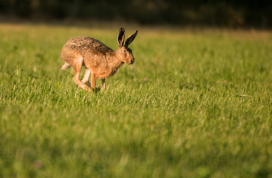 Der Angsthase Foto & Bild | tiere, wildlife, säugetiere Bilder auf ...