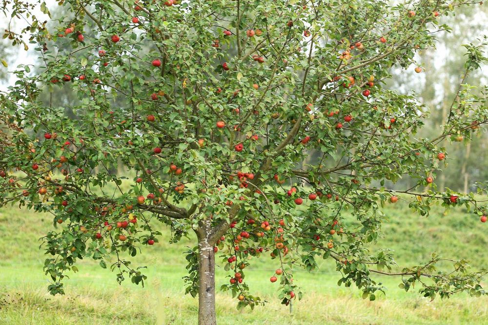 der Apfelbaum Foto & Bild | baum, apfel, herbst Bilder auf fotocommunity