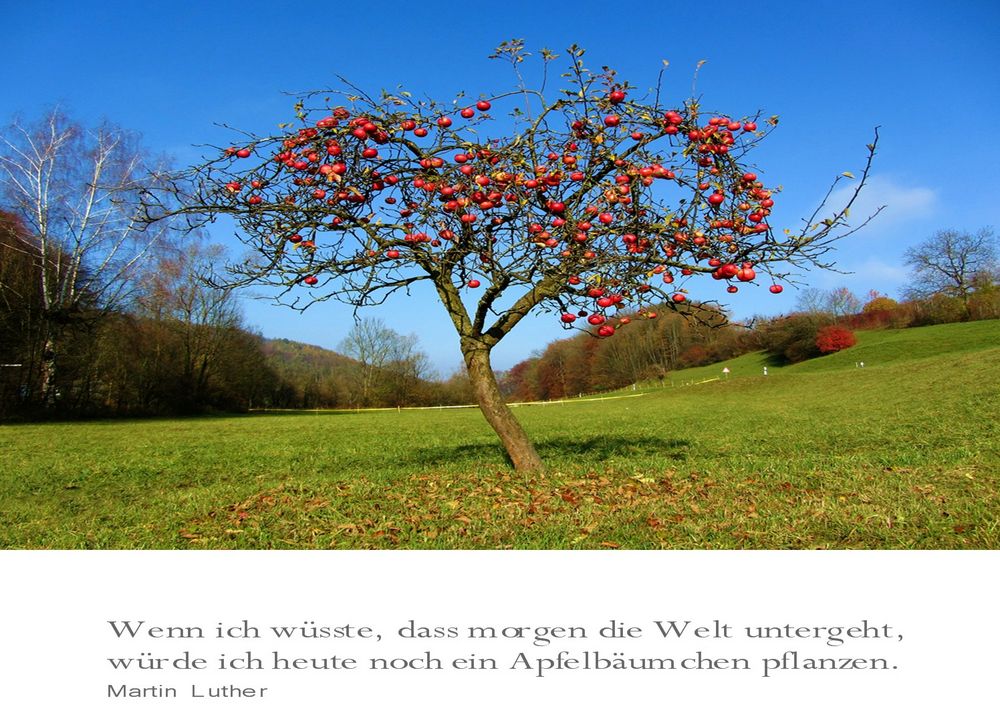 Der Apfelbaum Foto & Bild | landschaft, Äcker, felder & wiesen, motive ...