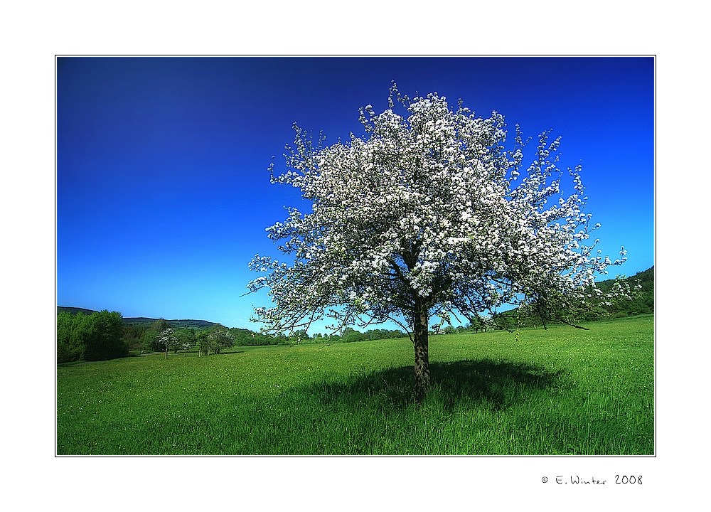 ~Der Apfelbaum~ Foto & Bild | jahreszeiten, frühling, meine heimat ...