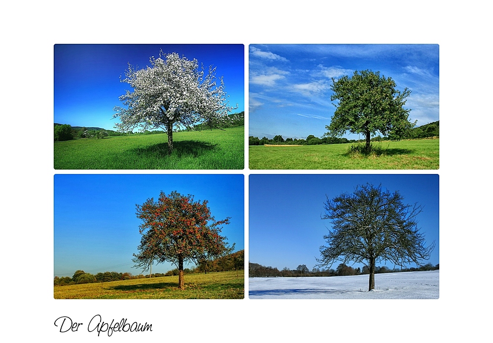 -Der Apfelbaum im Wandel der Jahreszeiten- Foto & Bild | jahreszeiten ... -Der Apfelbaum im Wandel der Jahreszeiten- Foto & Bild | jahreszeiten ...