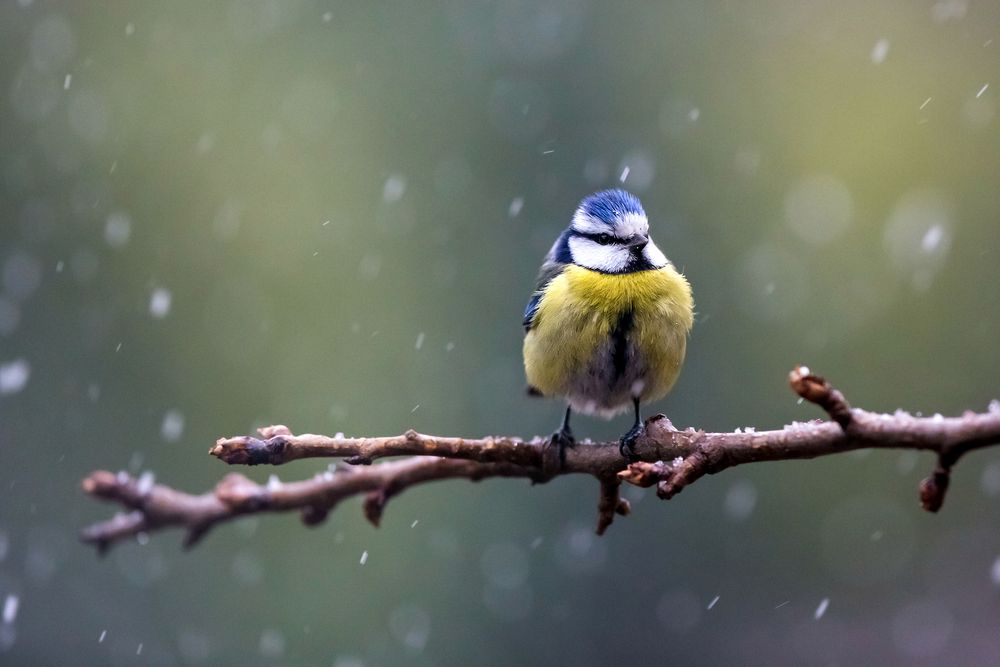 Der April... Foto & Bild | tiere, wildlife, wild lebende vögel Bilder ...
