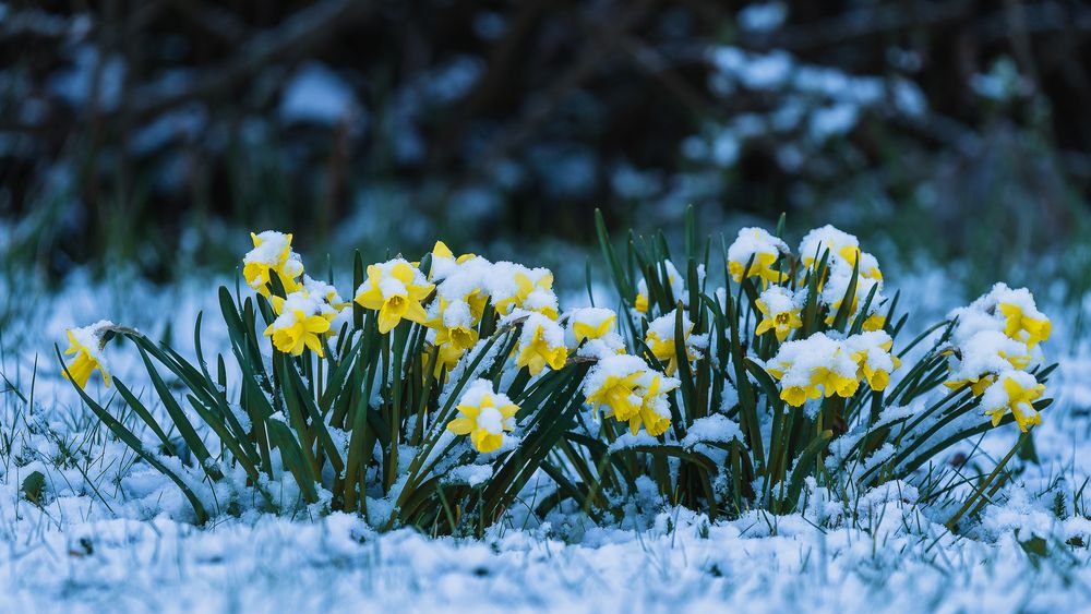 der April macht was er will Foto & Bild | frühling, natur, landschaft ...