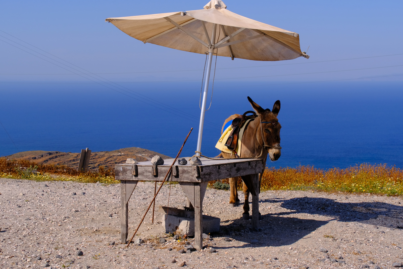 ...der arme Esel am Wegesrand... Foto & Bild | world, griechenland ...