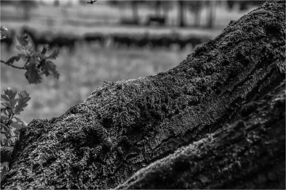 Der Ast Foto & Bild | mai, world, outdoor Bilder auf fotocommunity