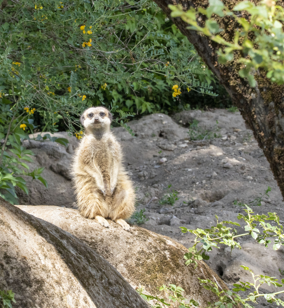 Der Aufpasser Foto & Bild | zoo, tiere, natur Bilder auf fotocommunity