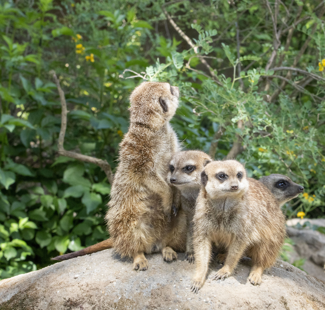 Der Aufpasser mit Verstärkung Foto & Bild | zoo, tiere, natur Bilder ...